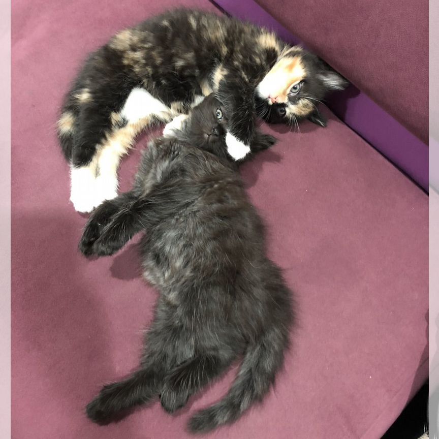 Сибирский котёнок