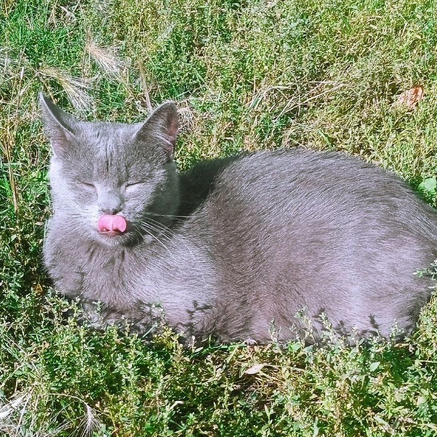 Кот в хорошие руки