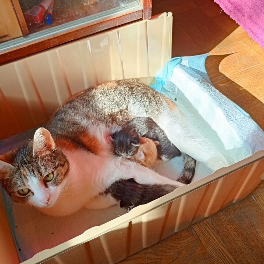 Котята