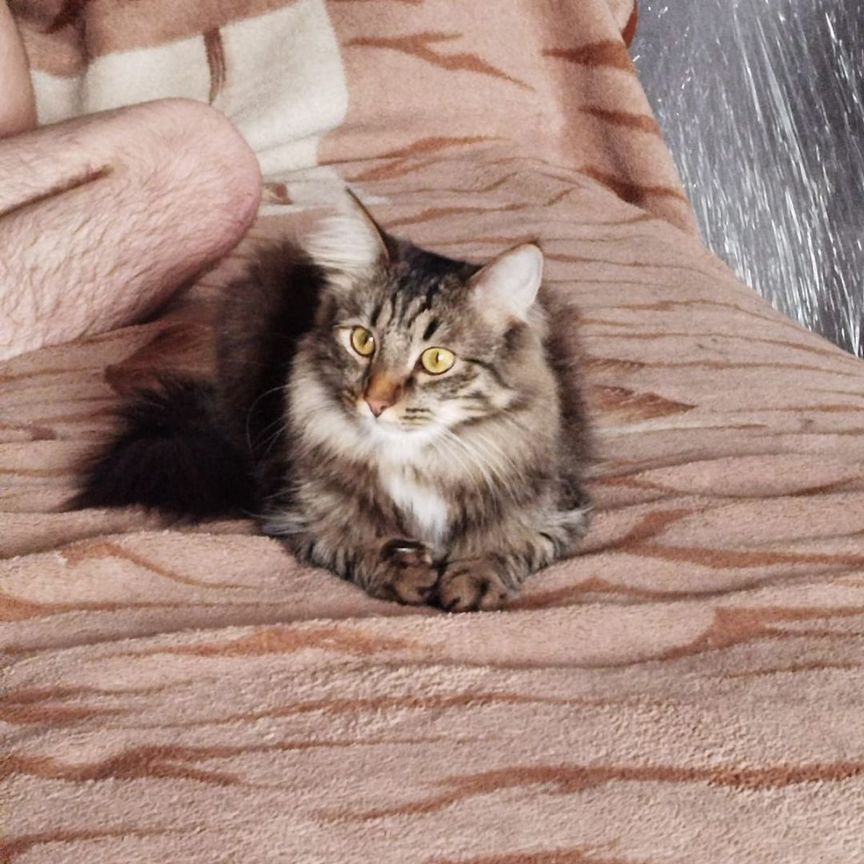 Милашки в семью