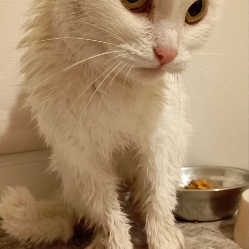 Отдам бесплатно