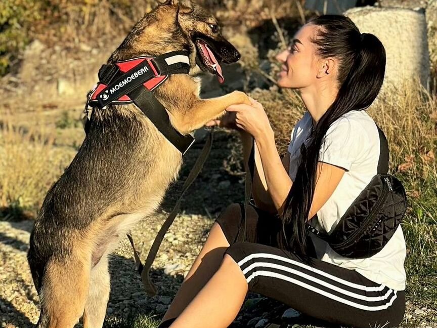 Собака овчарка помесь в добрые руки отдам