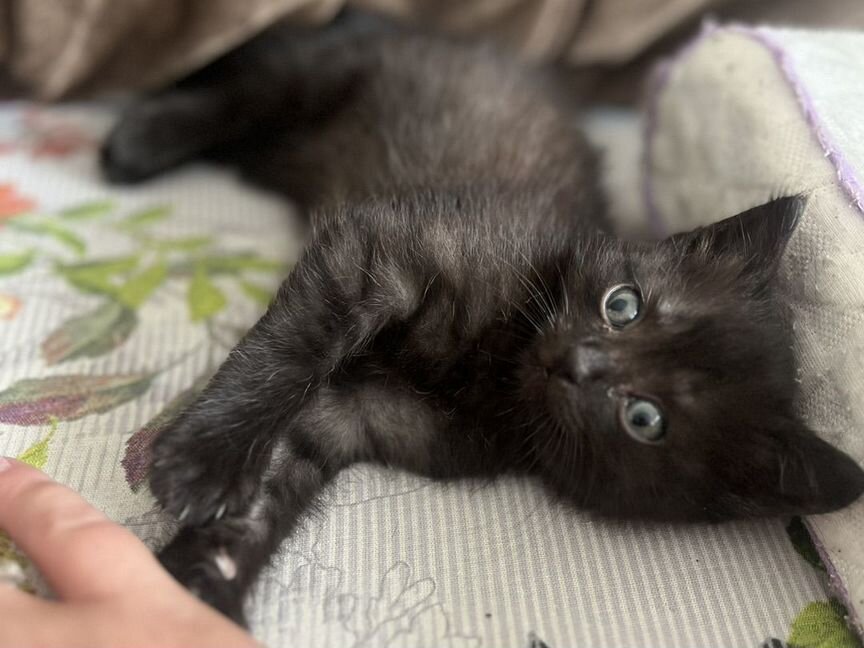 Котята в добрые руки приучены к лотку