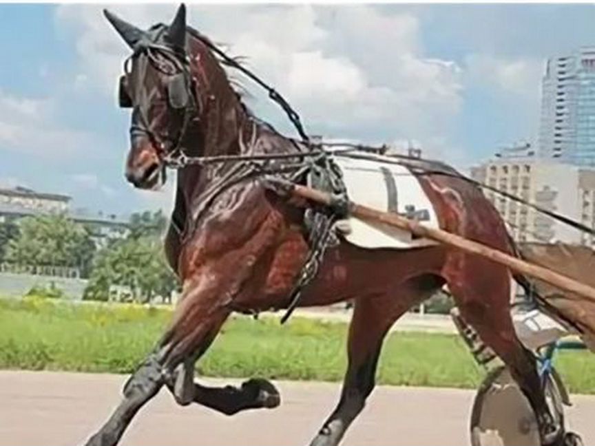 Рысачья амуниция