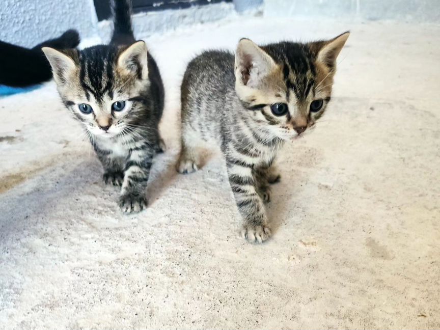 Котята в добрые руки бесплатно девочки