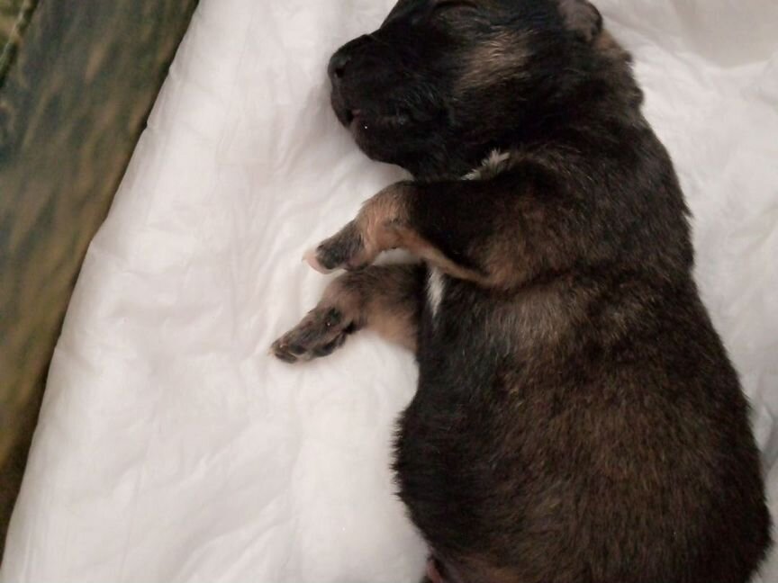 Собака в добрые руки