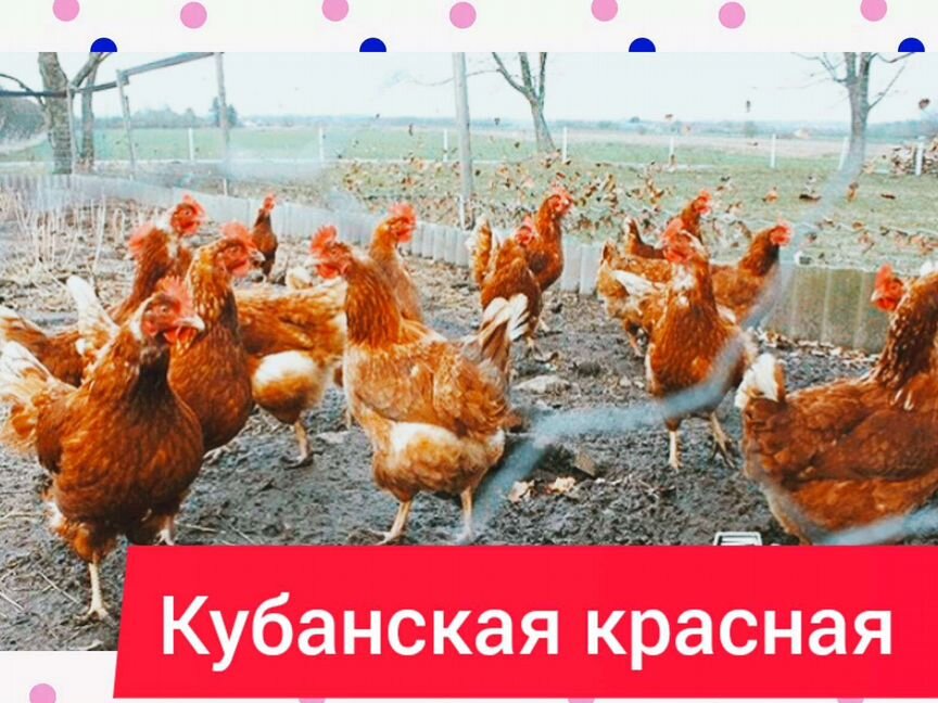 Куры взрослые