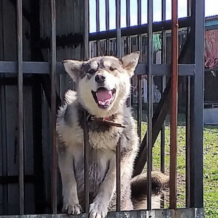 Аляскинский маламут, взрослый пёс