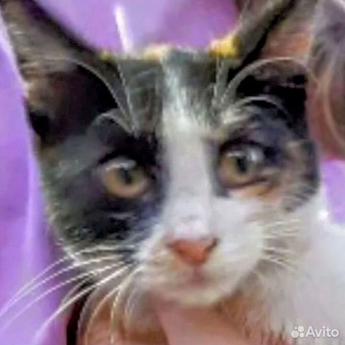 Найдена домашняя киса Мурочка