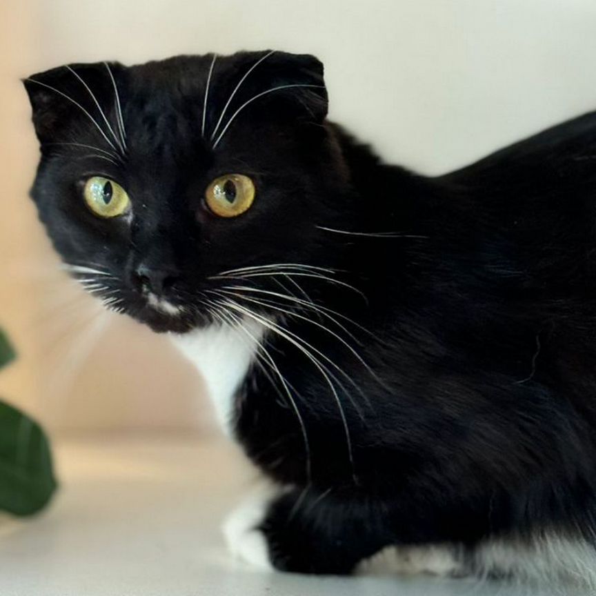 Черно белый котёнок, вислоушка 4 мес