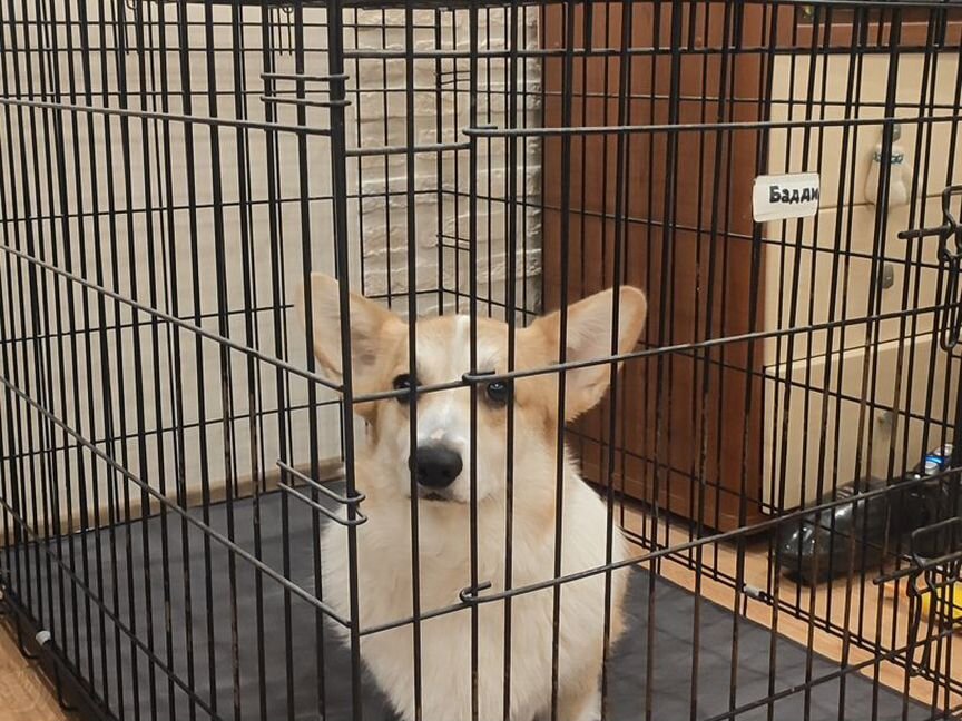 Клетка для собак LEO factory №5