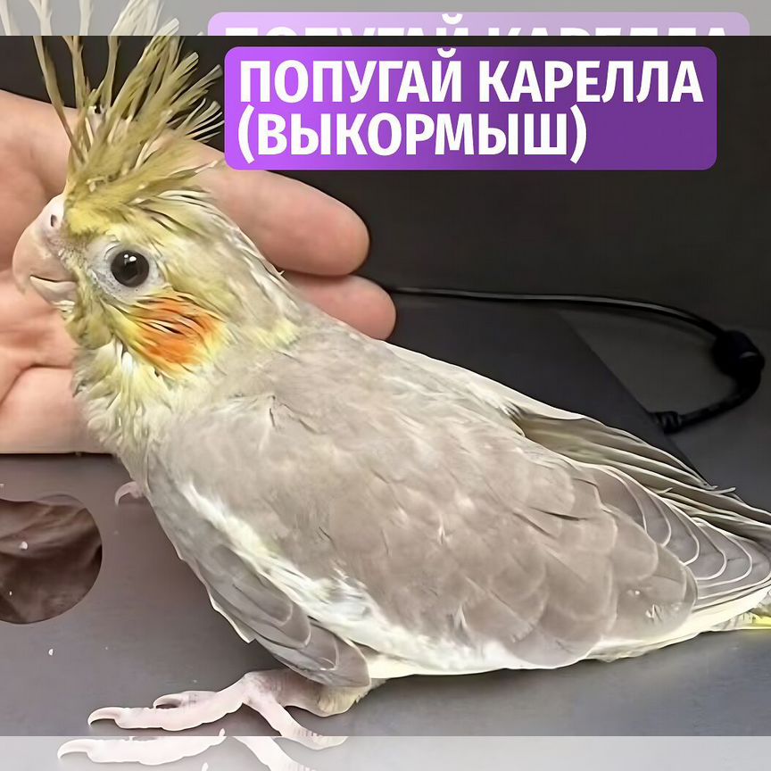 Попугай Корелла выкормыш