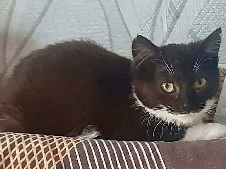 Котёнок девочка