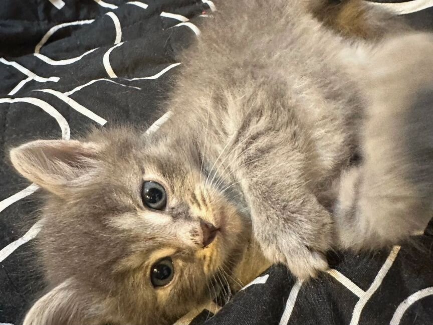 Котята в добрые руки)