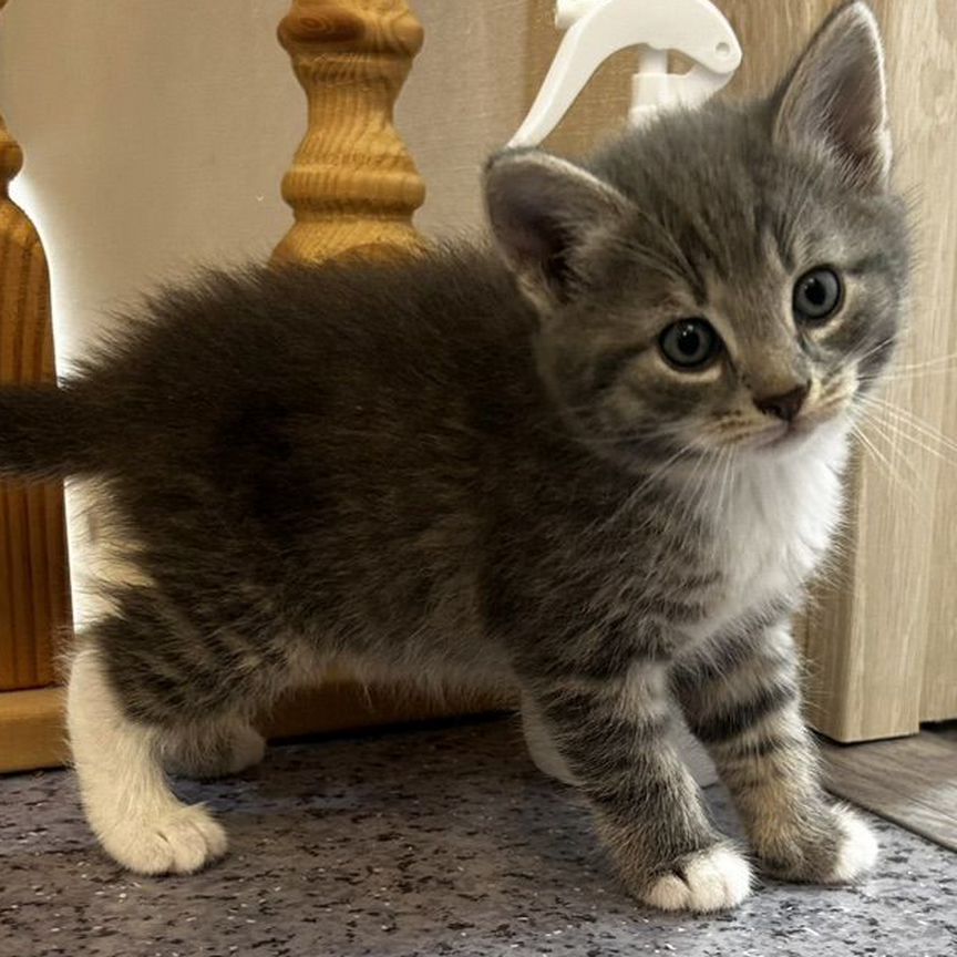 Котята