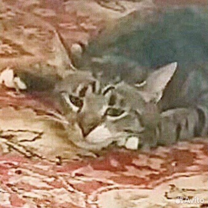 Вывезут в лес кошечку