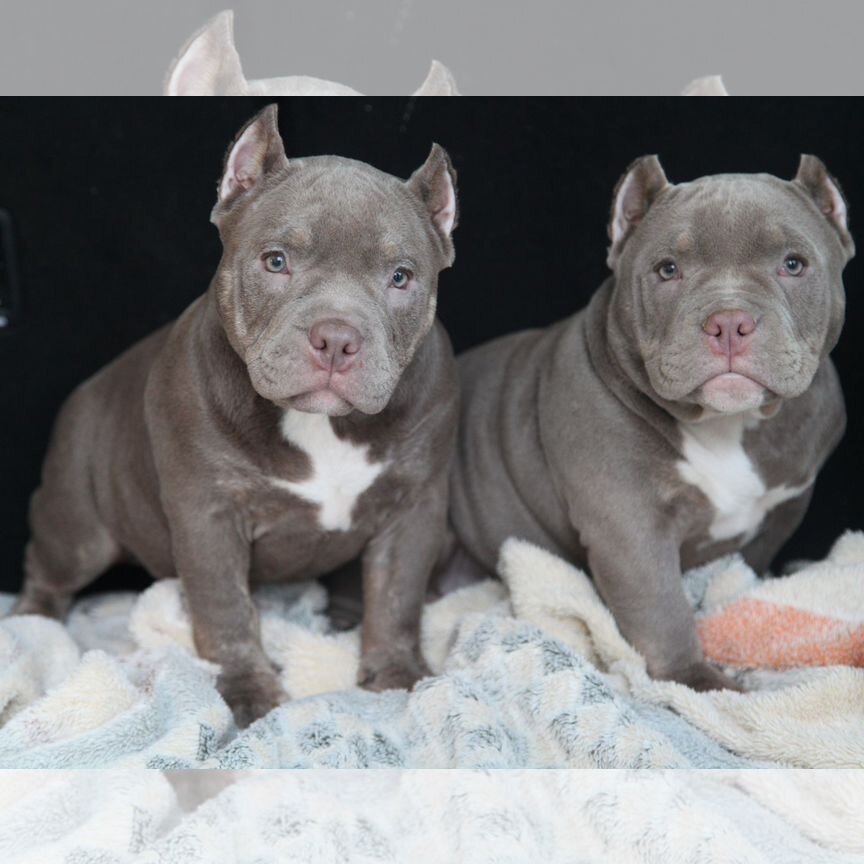 Американский булли, щенок