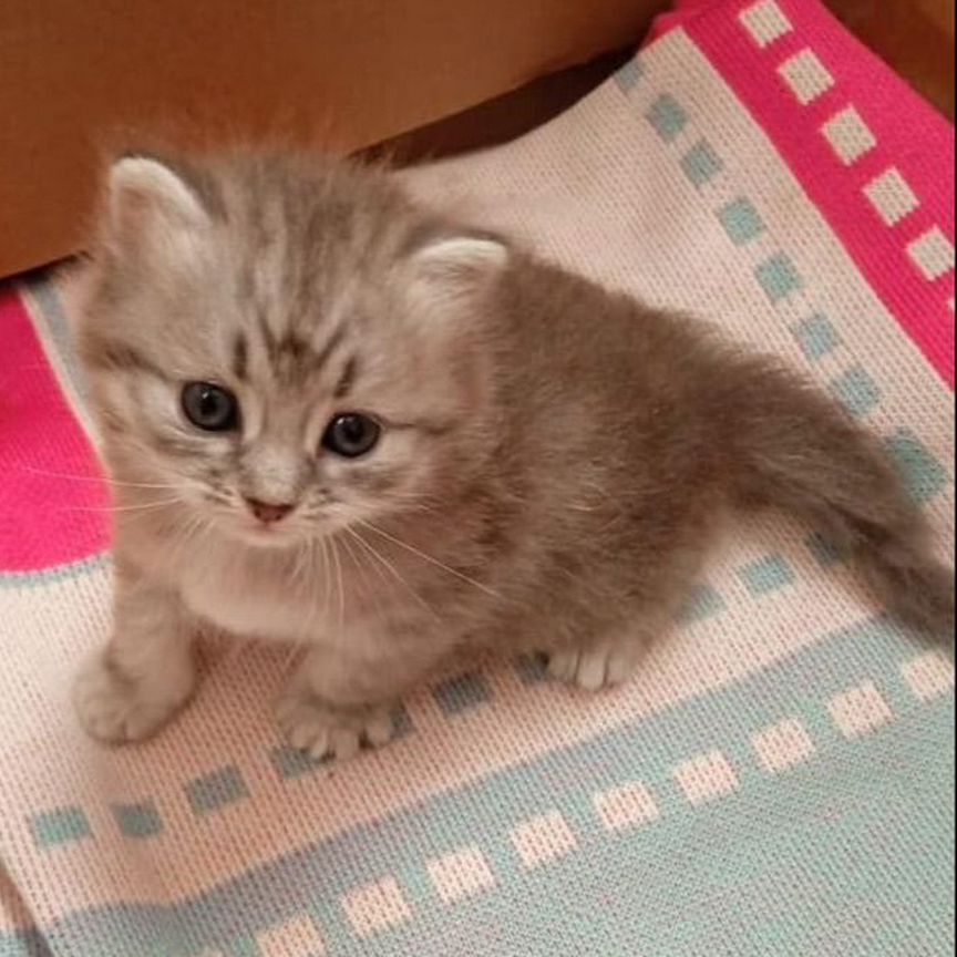 Шотландские котята