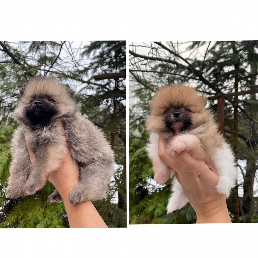 Померанский шпиц мальчик