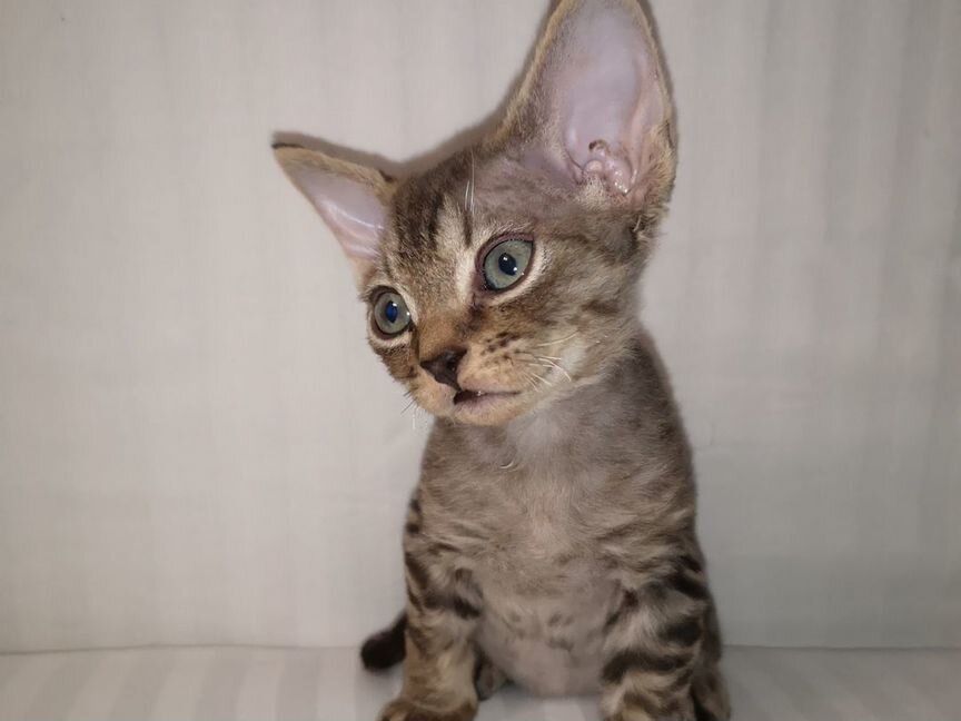 Котята девон-рекс