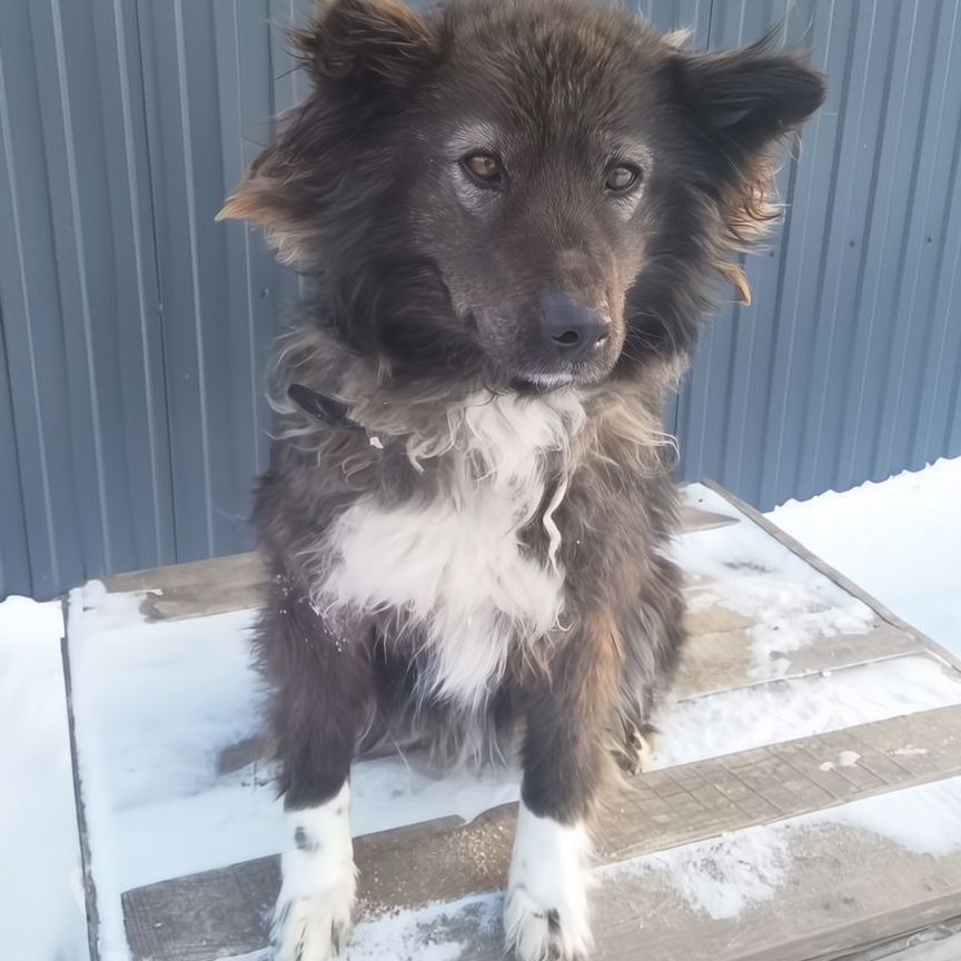 Взрослая собака в добрые руки