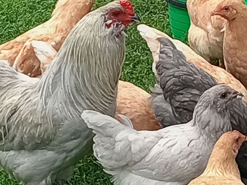 Петушки породы Амераукан, Лакендази, Минимясная