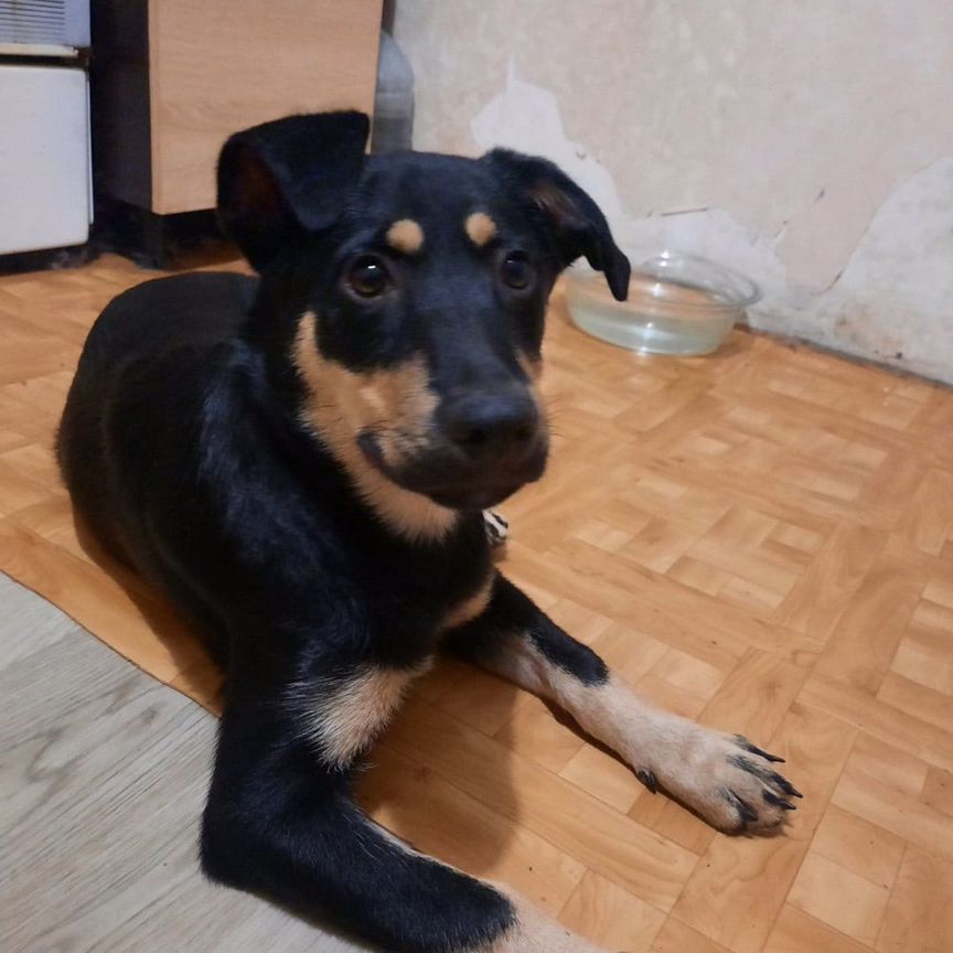 Щенок в добрые руки