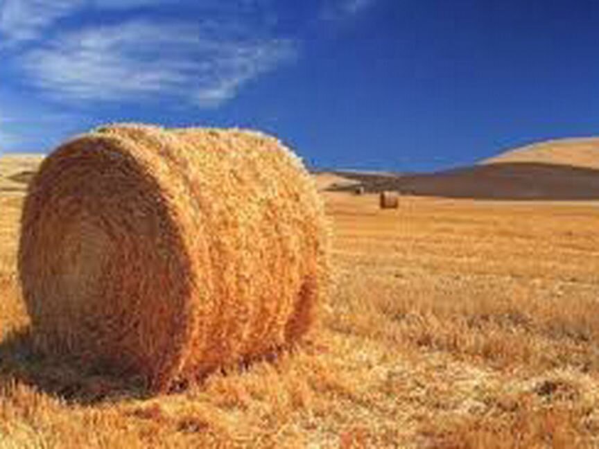 Солома овсяная