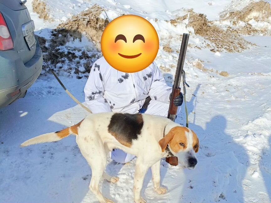 Вязка. Гончая