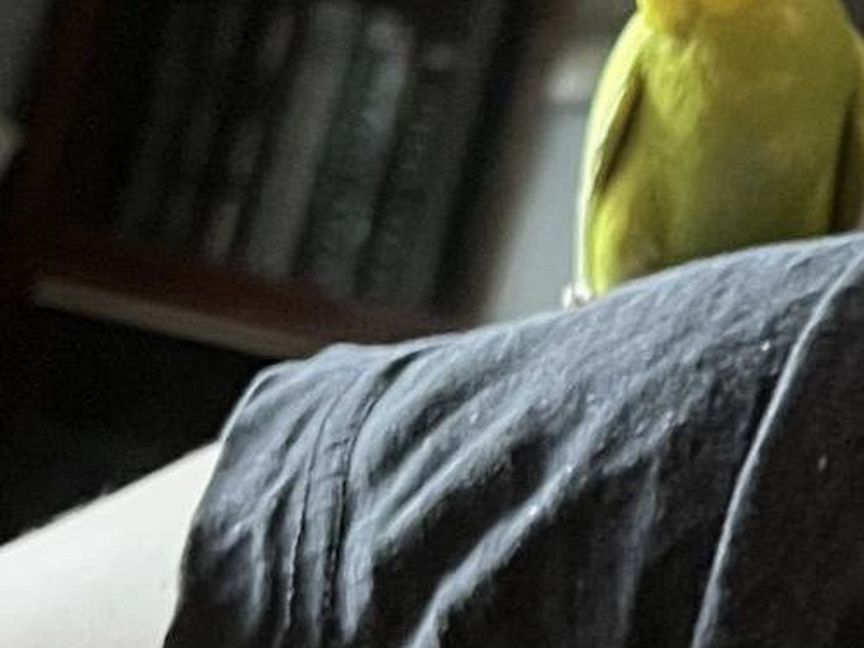 Бесплатно отдам попугайчика