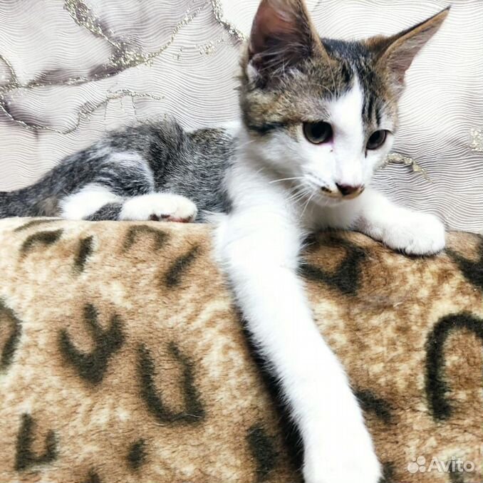 Чаплин в дар