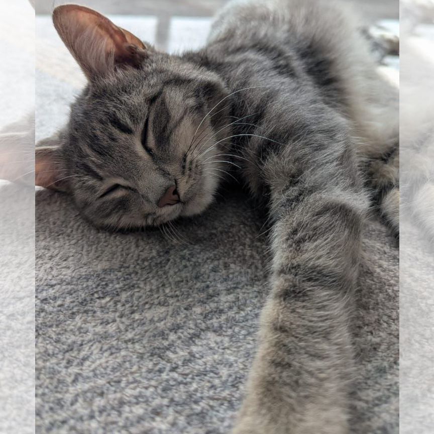 Котенок подросток ищет семью