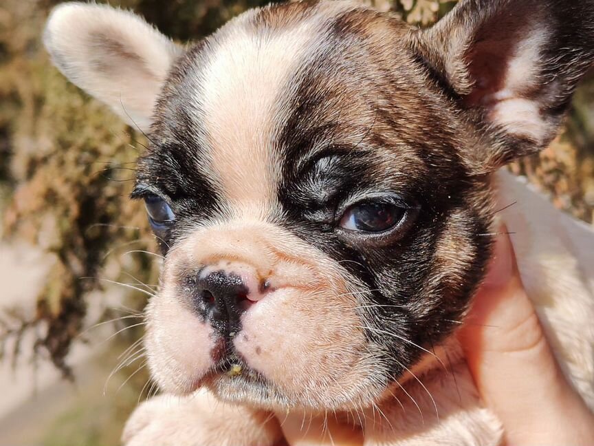 Французский бульдог