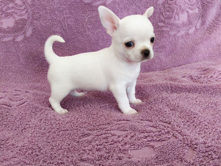 Чихуахуа гш мальчик