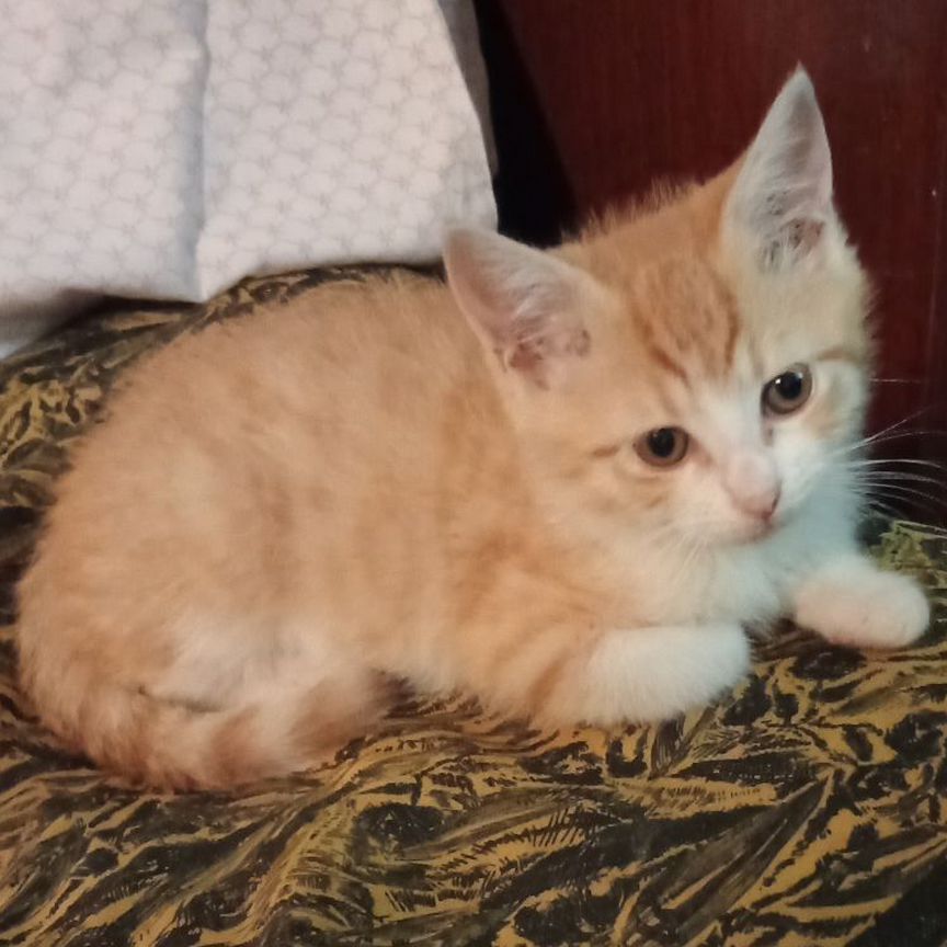 Котёнок в добрые руки
