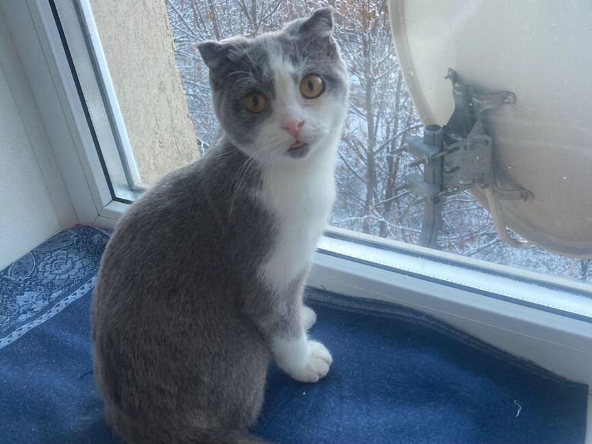 Матильда ищет дом