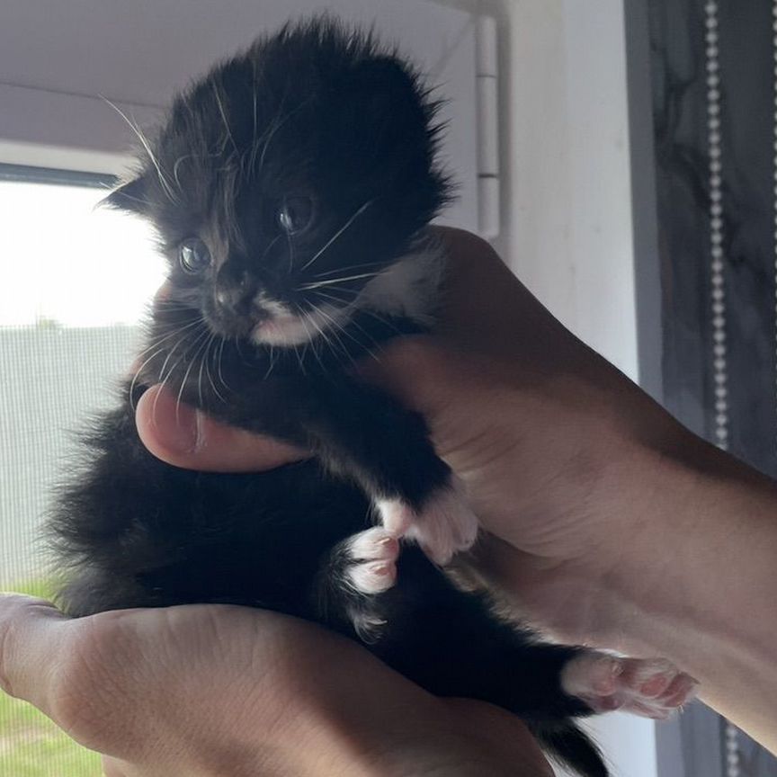 Котёнок в добрые руки