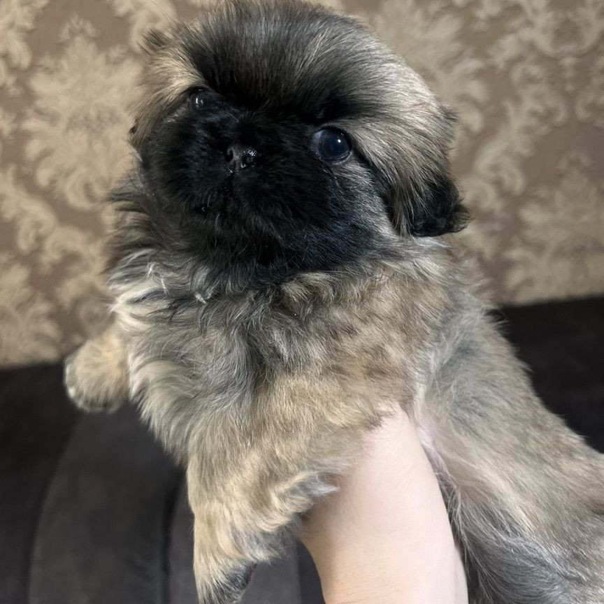 Пекинес, щенок