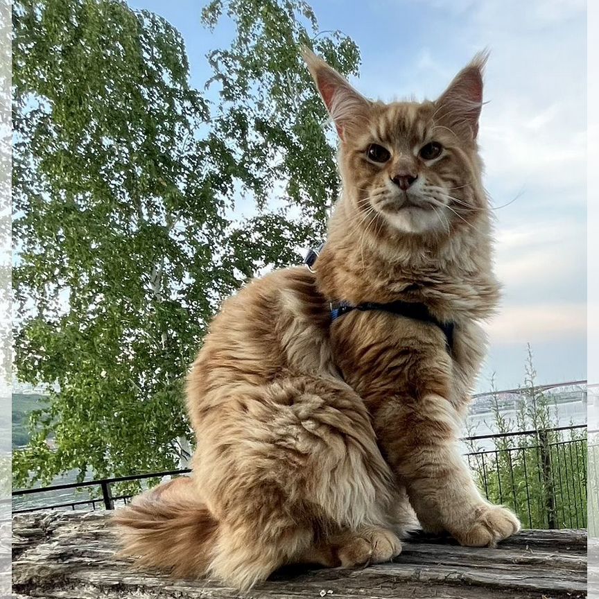 Кот мейн-кун вязка