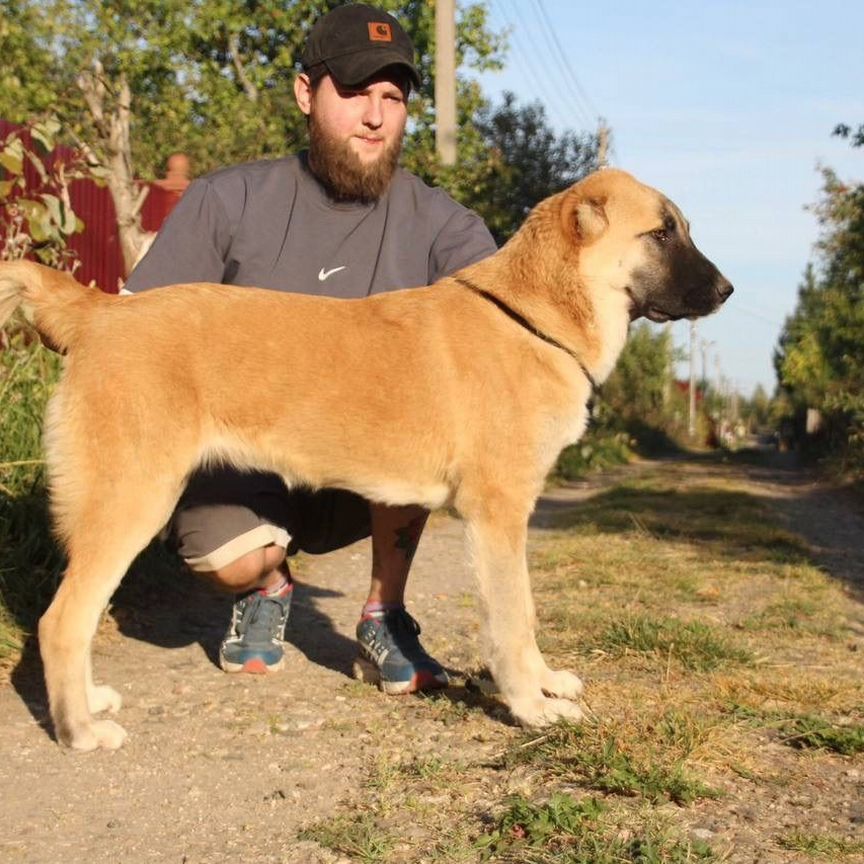 Рыжая бестия