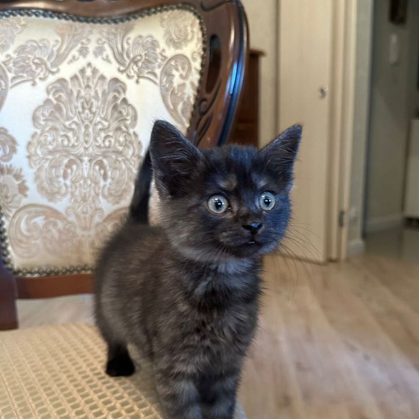 Забавная кошечка в добрые руки