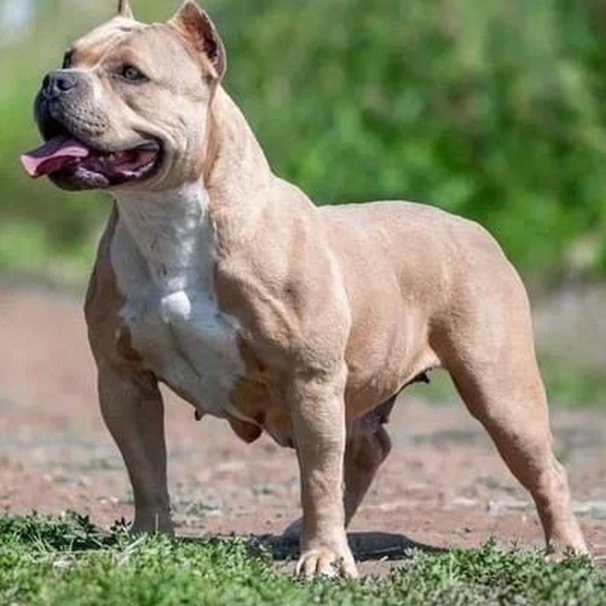 Американский булли, взрослая собака