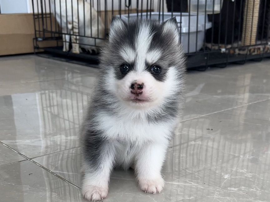 Мальчик Помски