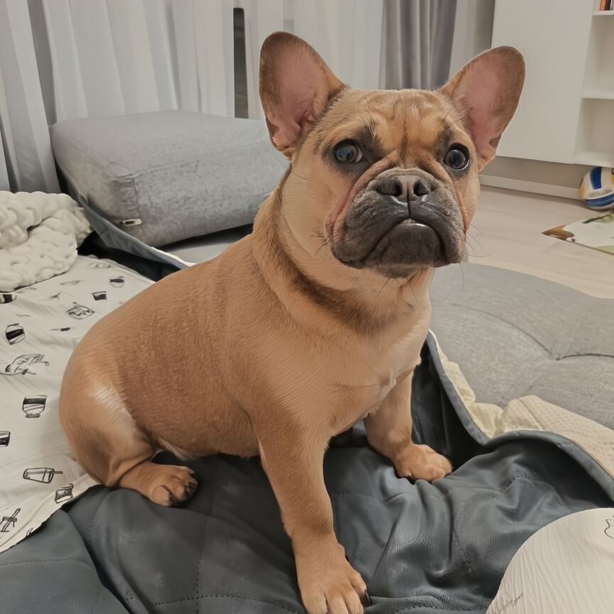 Французский бульдог, щенок