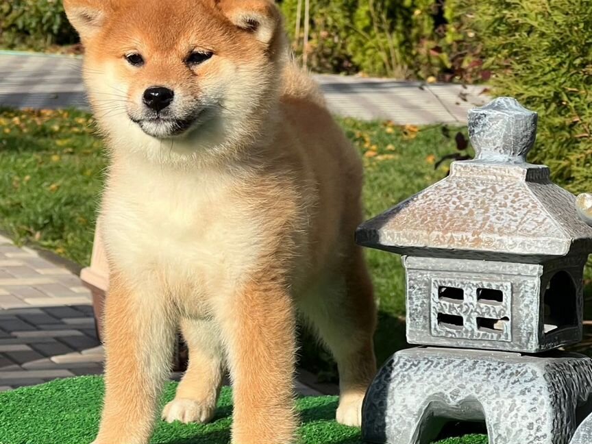 Супер девочка сиба высокого качества