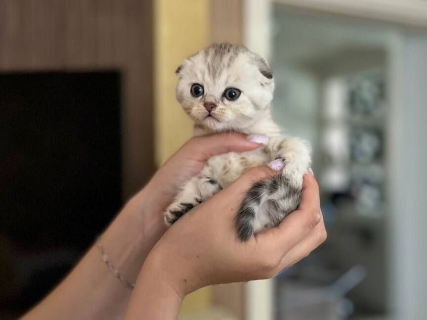 Шотландский вислоухий кот