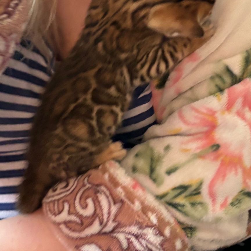 Котята бенгалы