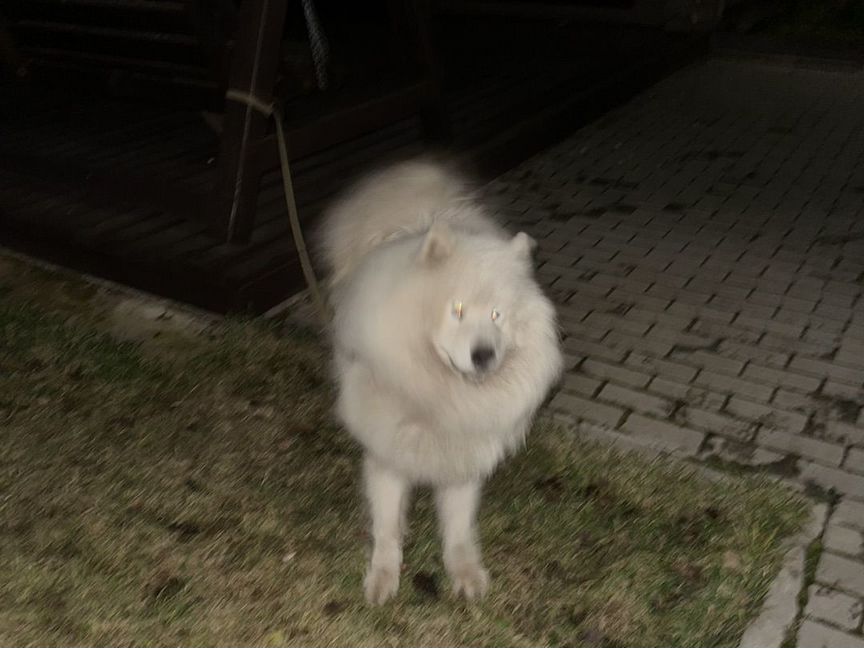Найдена собака Самоед