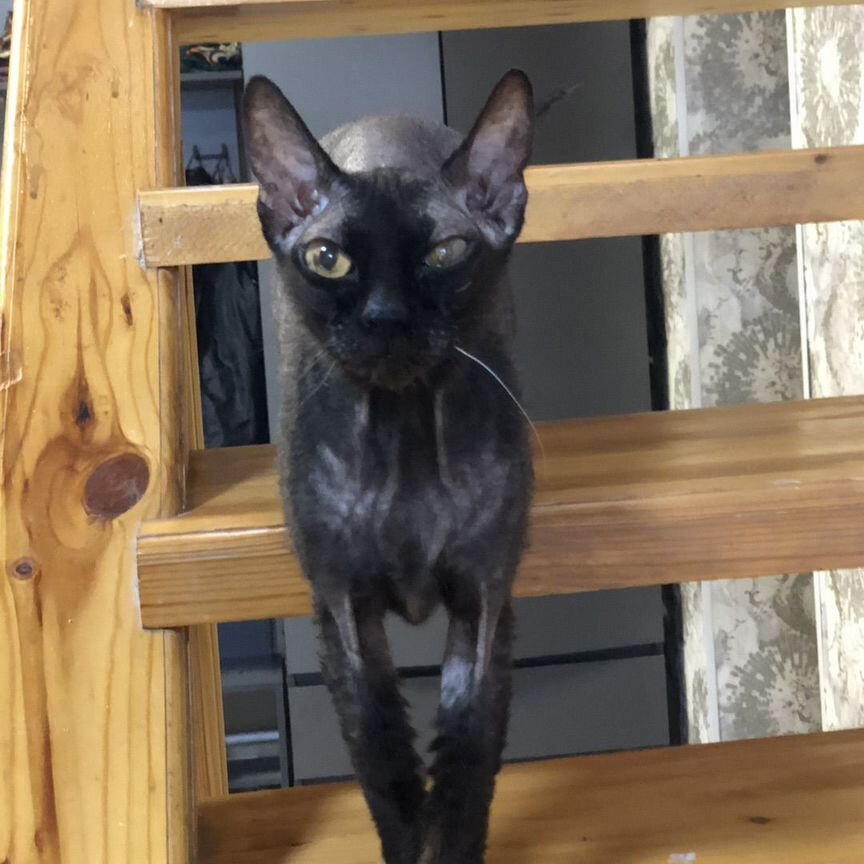 Кошка породы Сфинкс