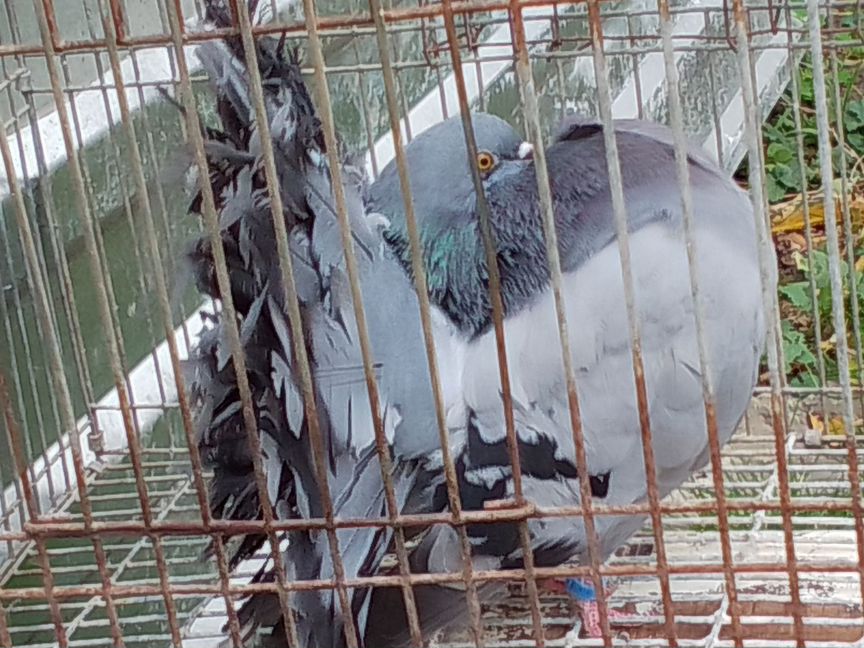 Голуби павлины